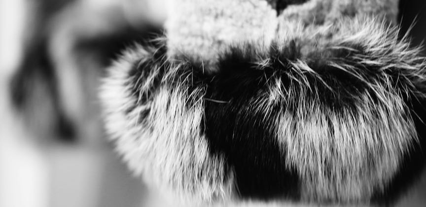 Best Methods to Storing Fur Goods | Storagefront